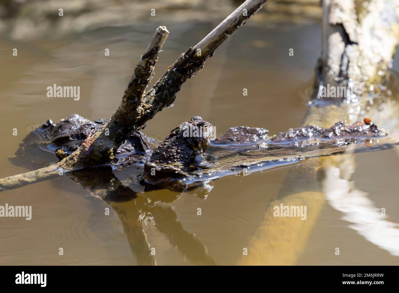 American Toad (Bufo [Anaxyrus] americanus Stock Photo - Alamy