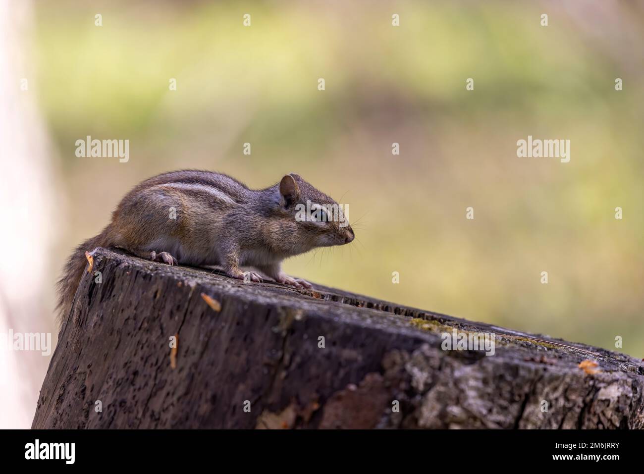 Chipmunk nest hi-res stock photography and images - Alamy