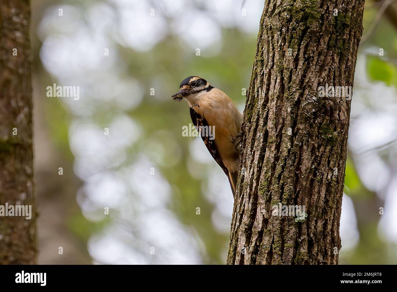 The hairy woodpecker (Leuconotopicus villosus Stock Photo - Alamy