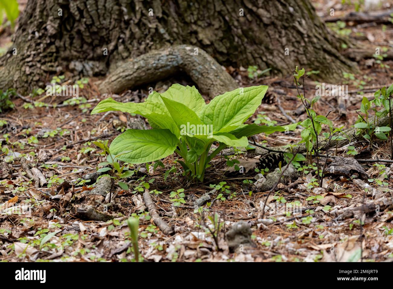 Skunk cabbage. Growing green leaves of the first spring plants in ...