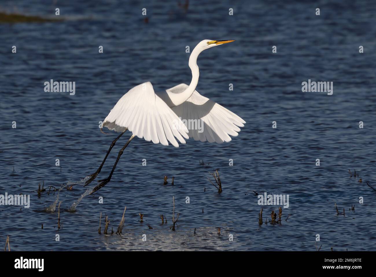 Alba park hi-res stock photography and images - Alamy