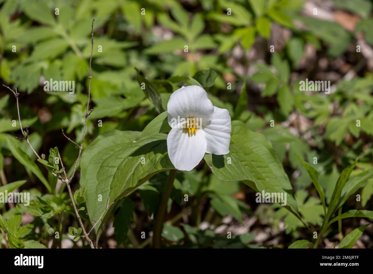 The white trillium (Trillium grandiflorum Stock Photo - Alamy
