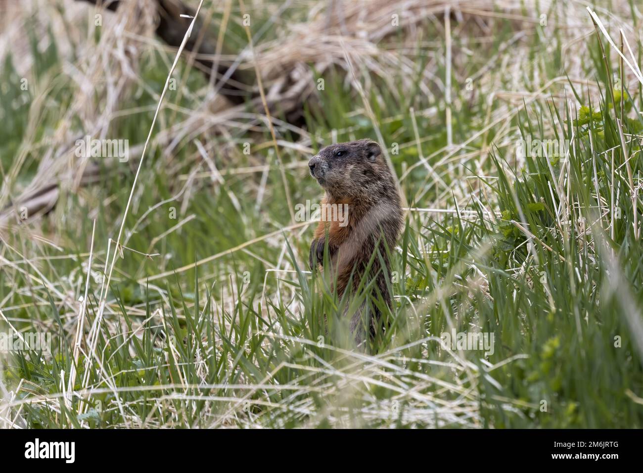 The groundhog (Marmota monax Stock Photo - Alamy