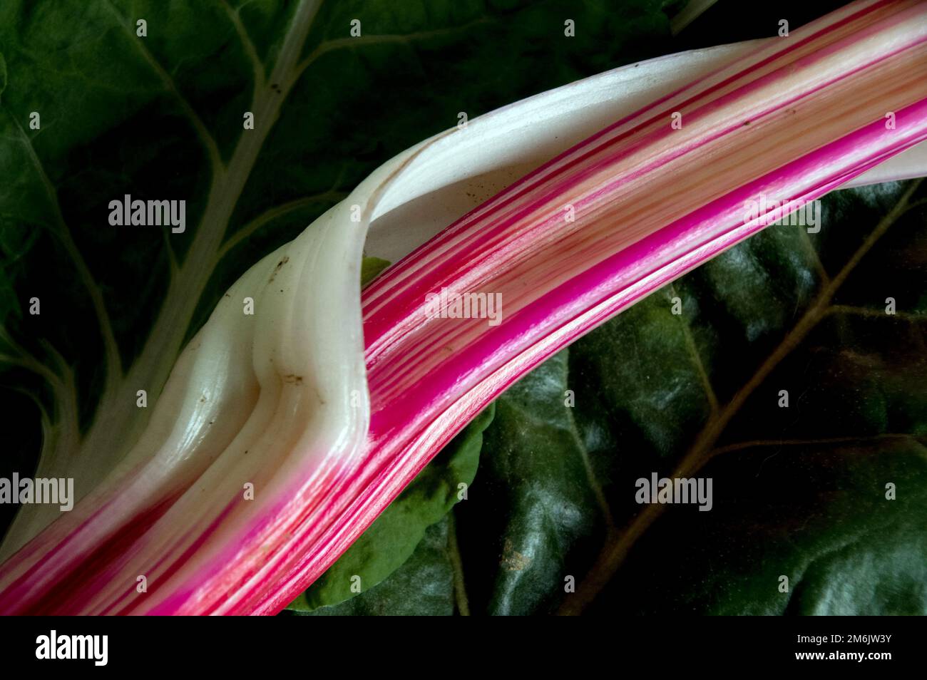 Petioles and stems hi-res stock photography and images - Alamy