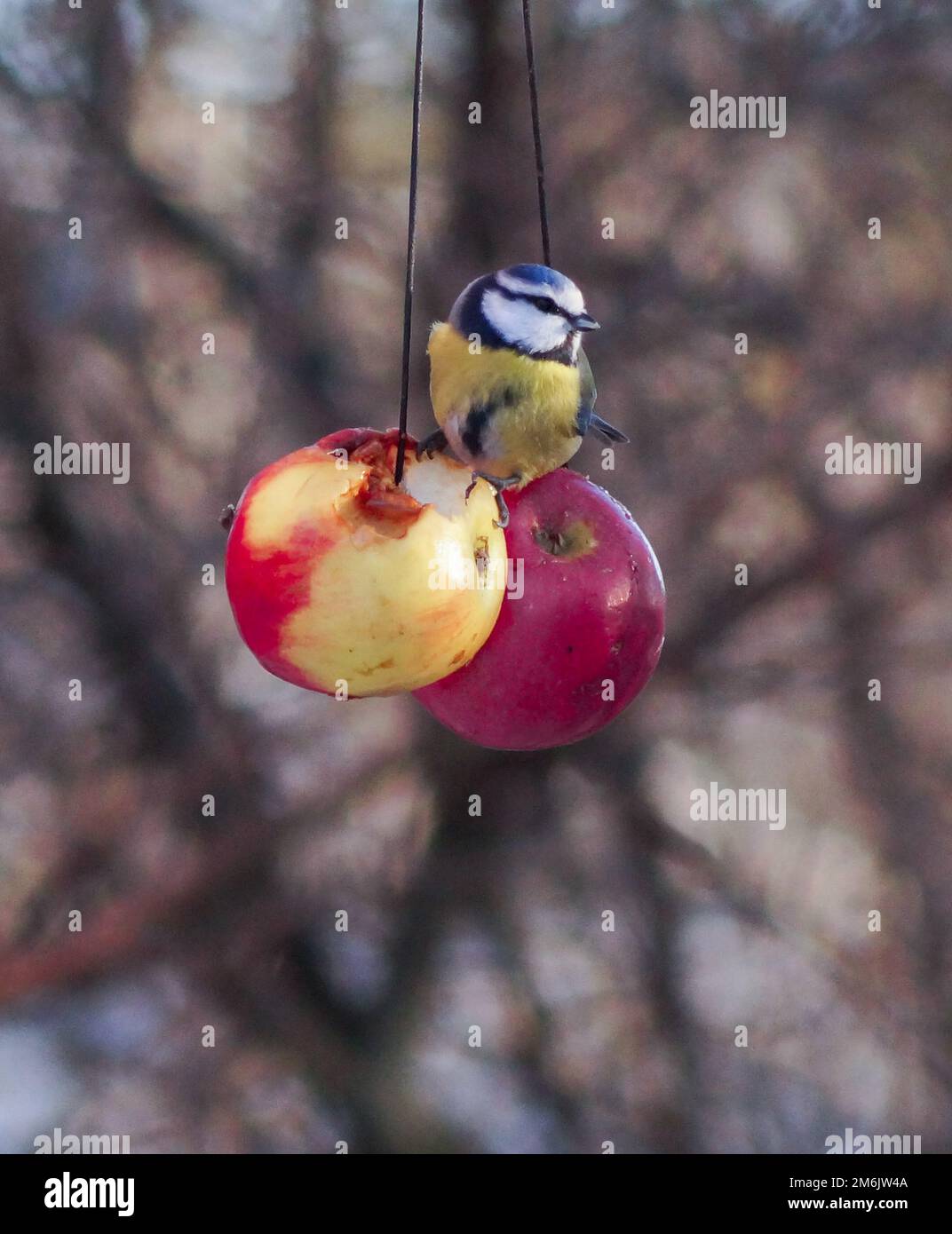 A small bird perching on hanging apple Stock Photo - Alamy