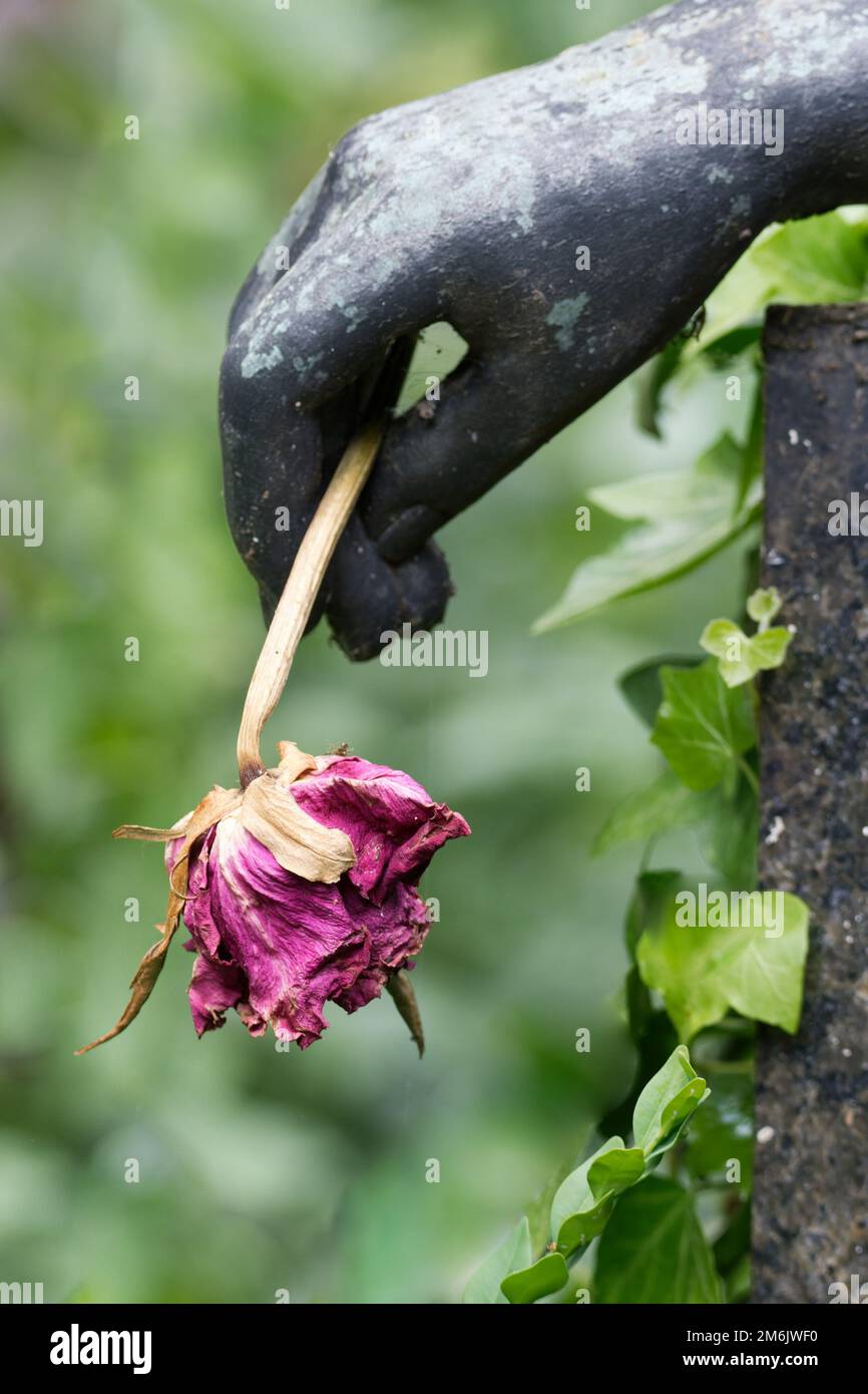 a withered red rose in the hand of an angel figure in a cemetery Stock ...