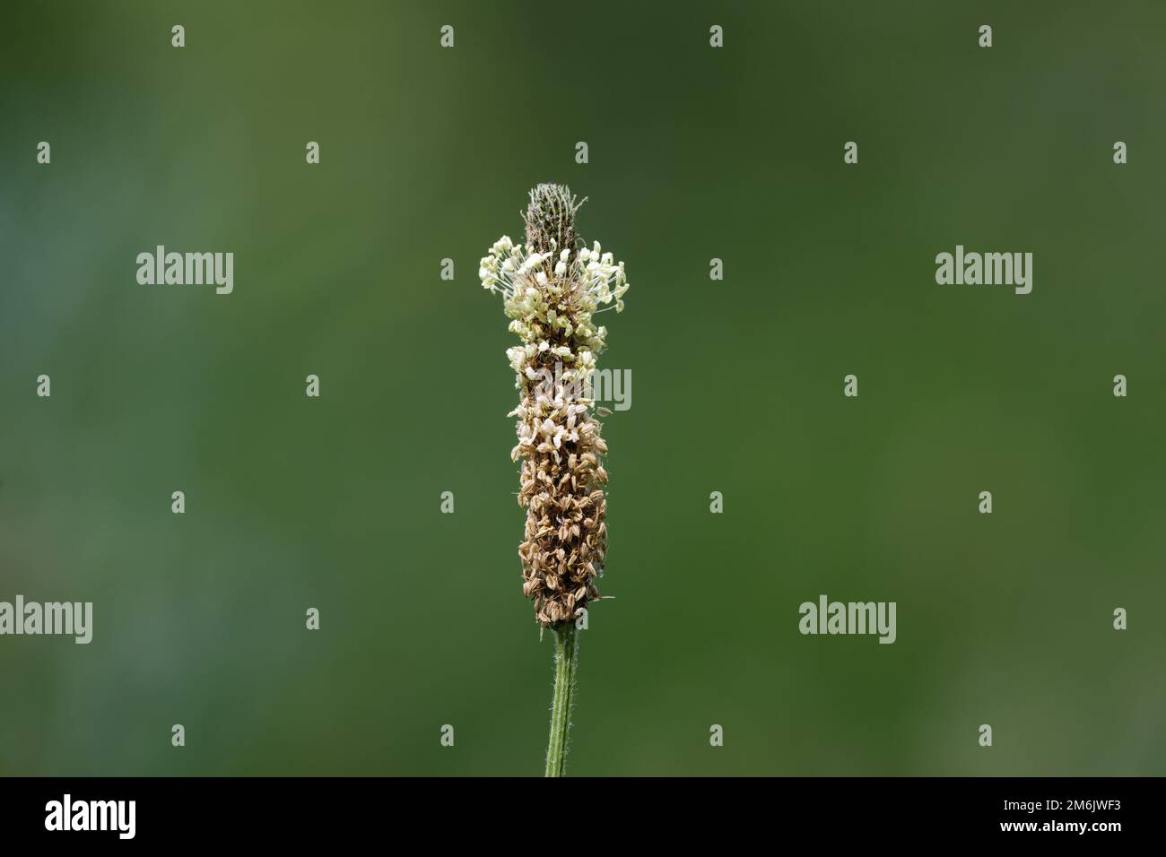 plantago lanceolata close-up of the inflorescence of a ribwort plantain ...