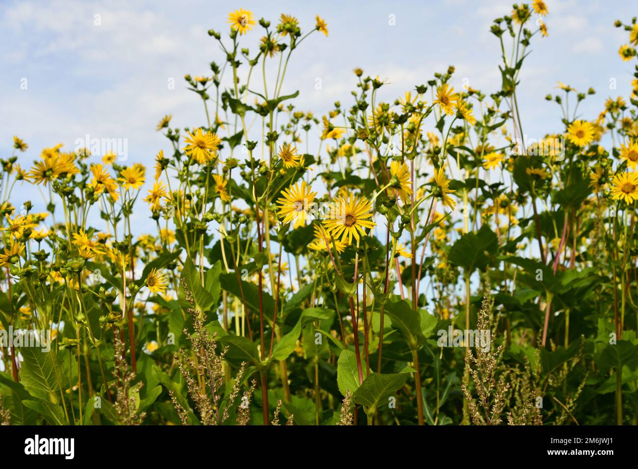 Cultivation of the Silphium perfoliatum as an energy crop Stock Photo ...