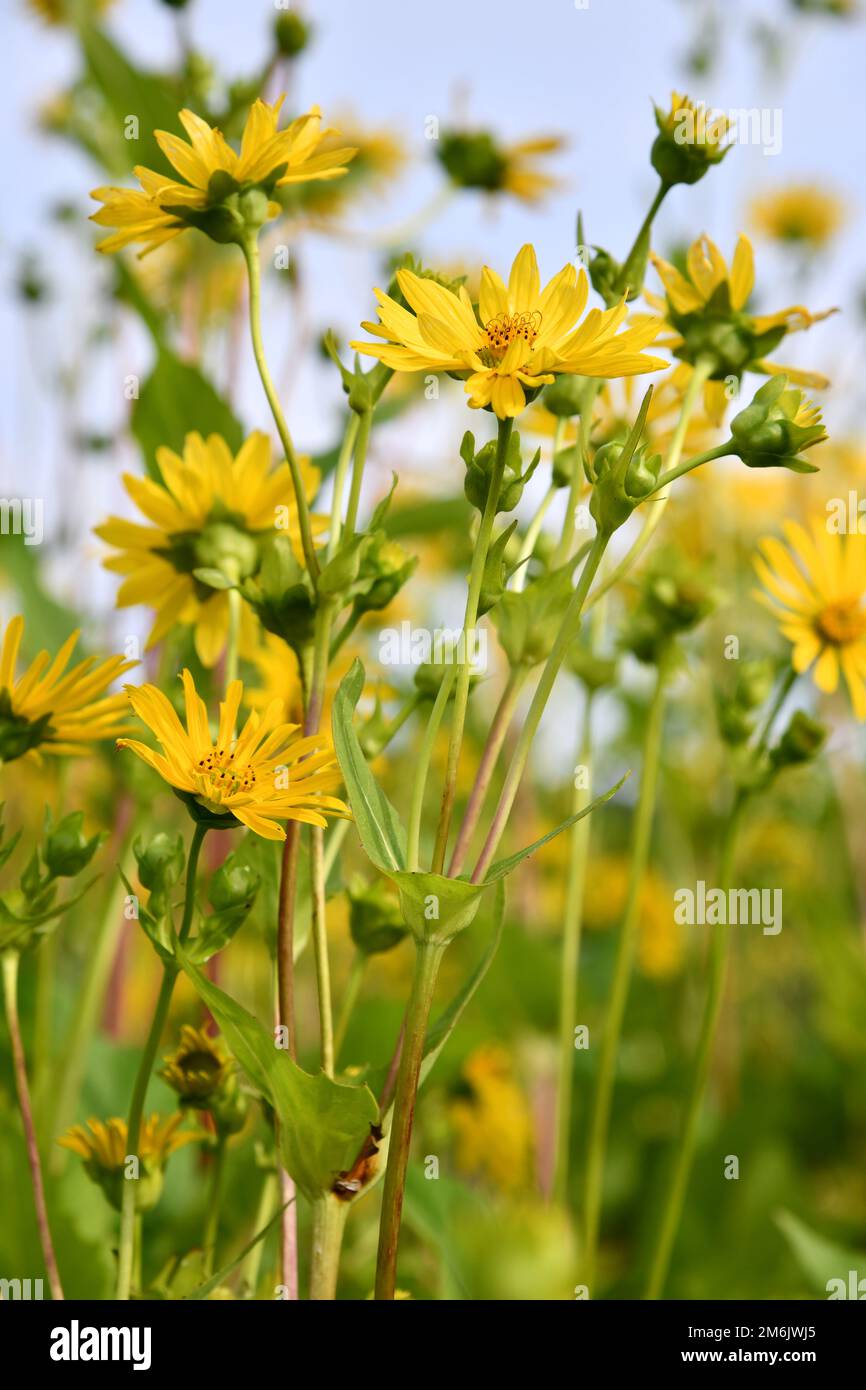 High biogas yield hi-res stock photography and images - Alamy