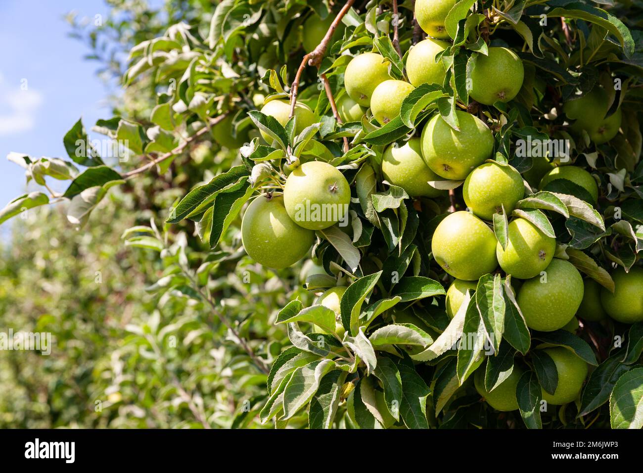 Apples tree branches with ripe fruits Stock Photo - Alamy