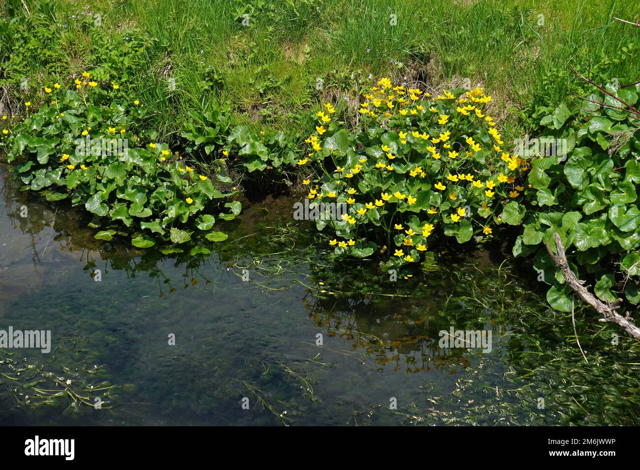 Cow lily hi-res stock photography and images - Alamy