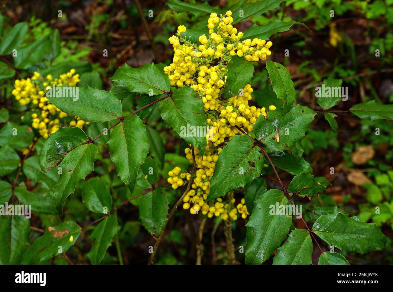 Blue barberry; mountain grape; trailing mahonia Stock Photo - Alamy
