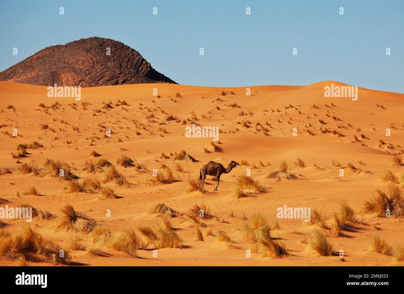 Camel in desert Stock Photo - Alamy