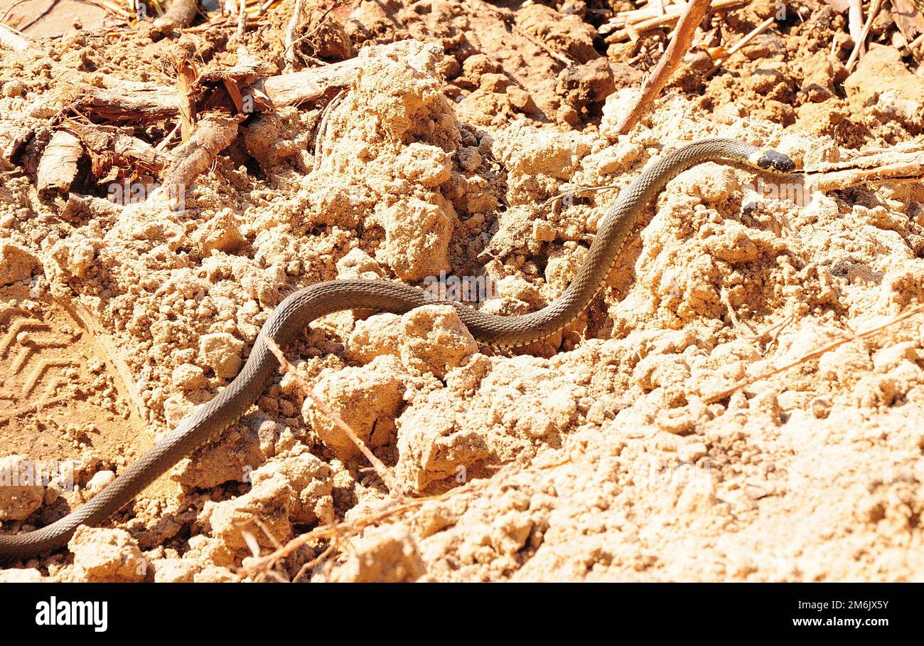 A small young snake crawls across a sandy mound on a sunny summer day ...