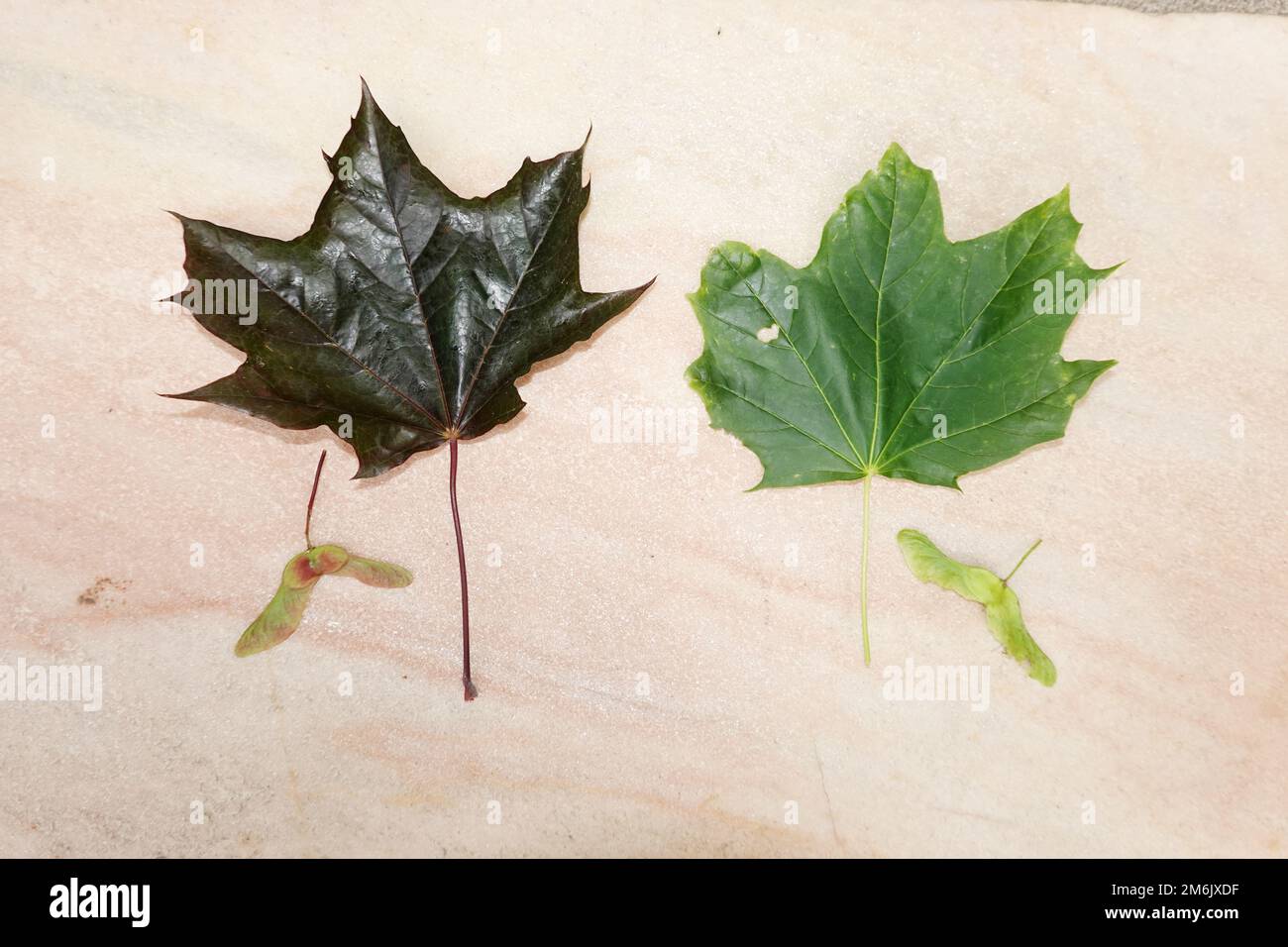 Norway maple (Acer platanoides), also pointed maple - leaves (upper ...