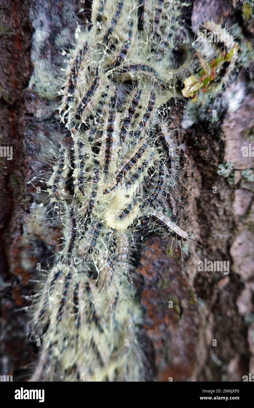 Oak processionary moth (Thaumetopoea processionea) - nest on the trunk ...