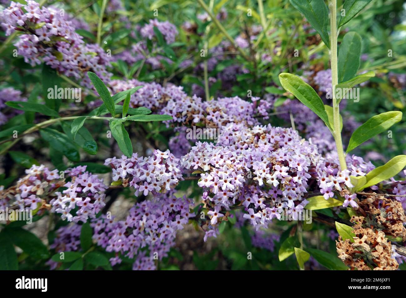 Butterfly bush (Buddleja alternifolia Stock Photo - Alamy