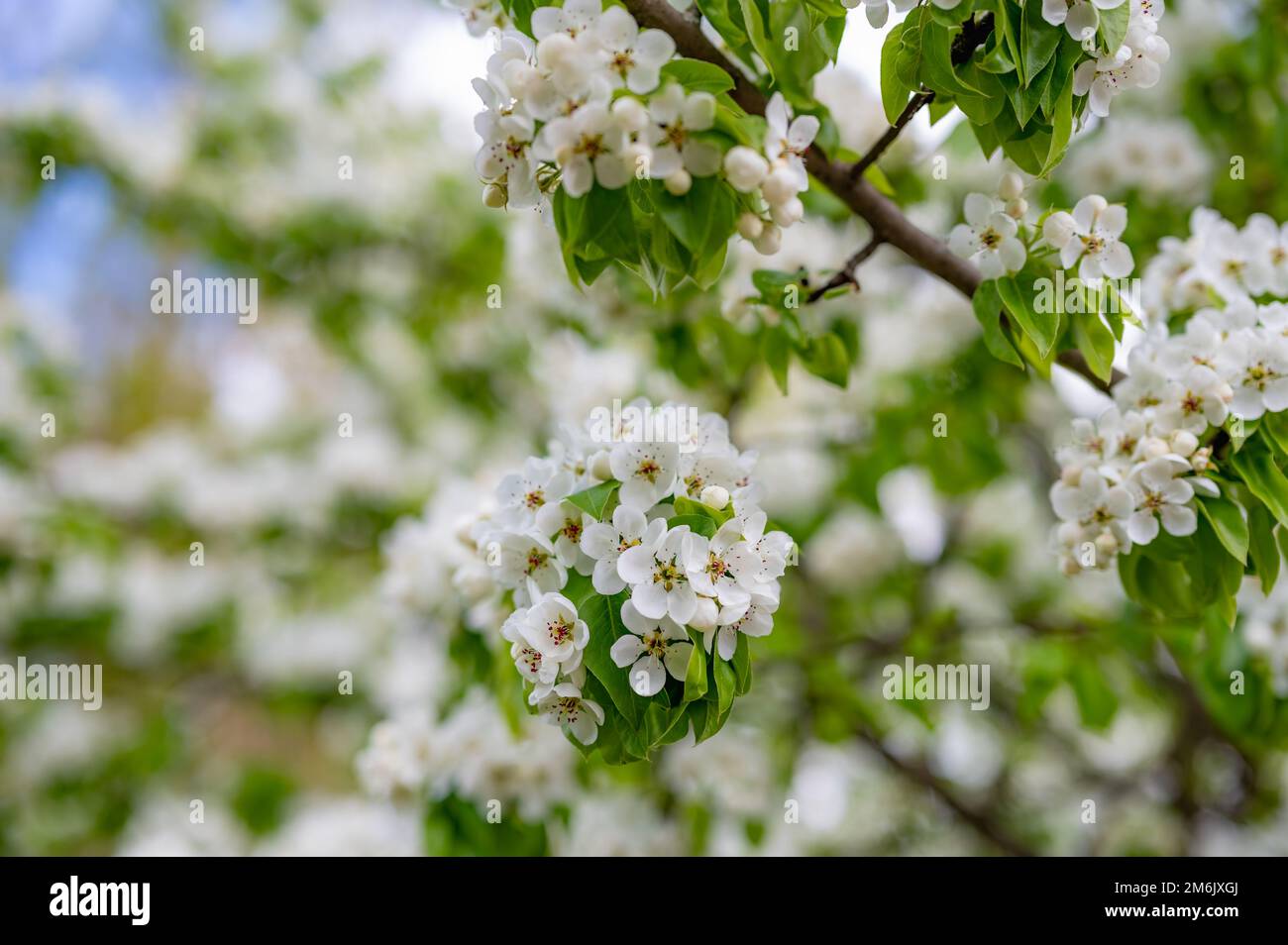 Flowering apple tree Stock Photo - Alamy
