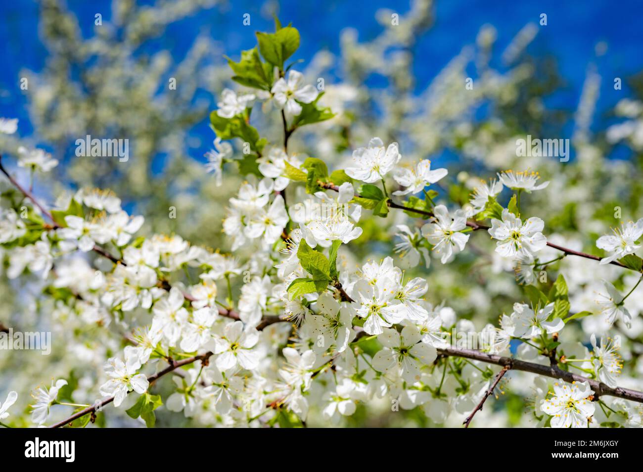 Beginning spring blooming cherry hi-res stock photography and images ...