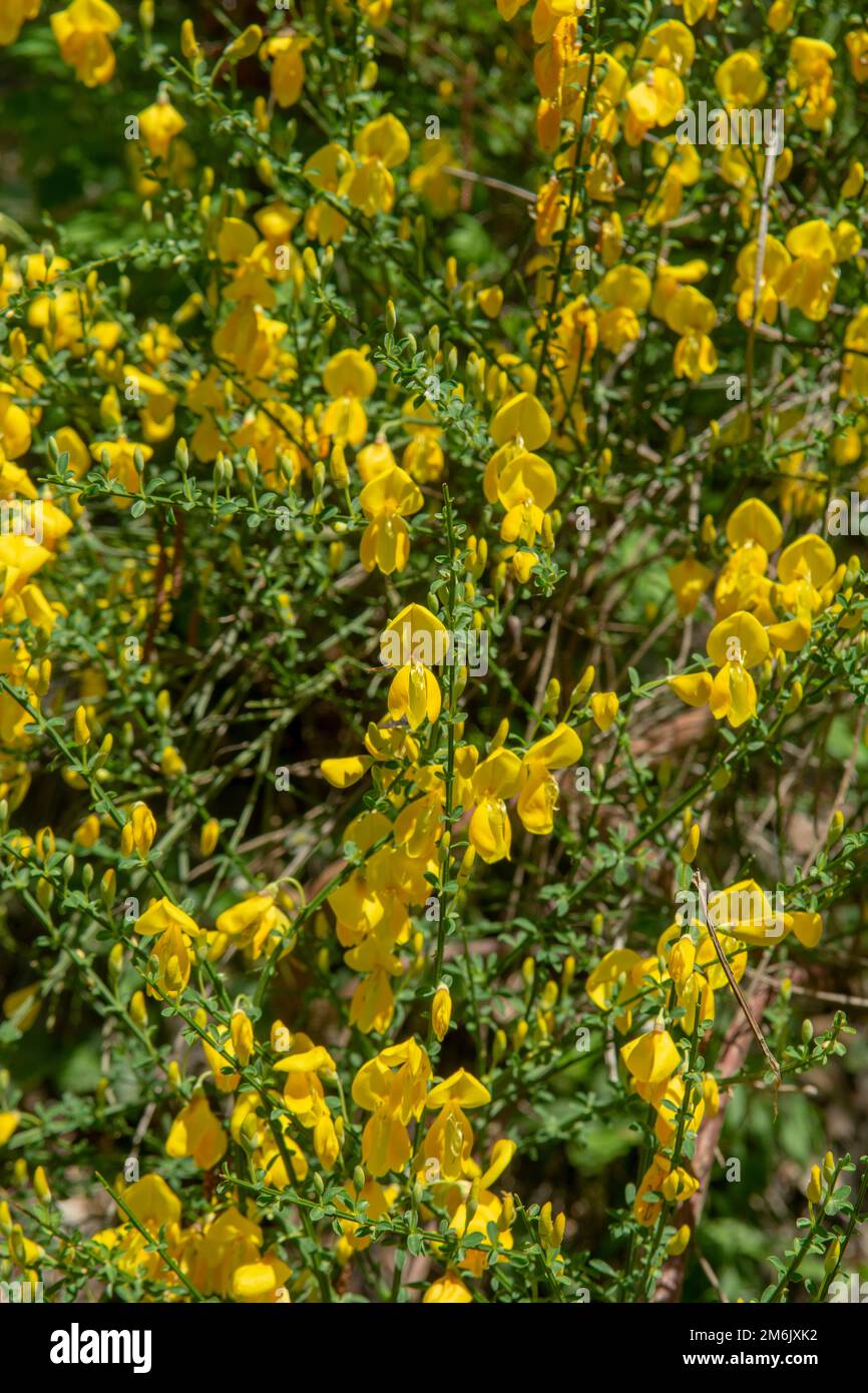 Blooming yellow flowers of Cytisus scoparius ( Sarothamnus scoparius ...