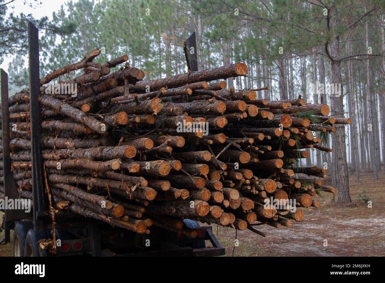 Trees harvested from a tree farm Stock Photo - Alamy