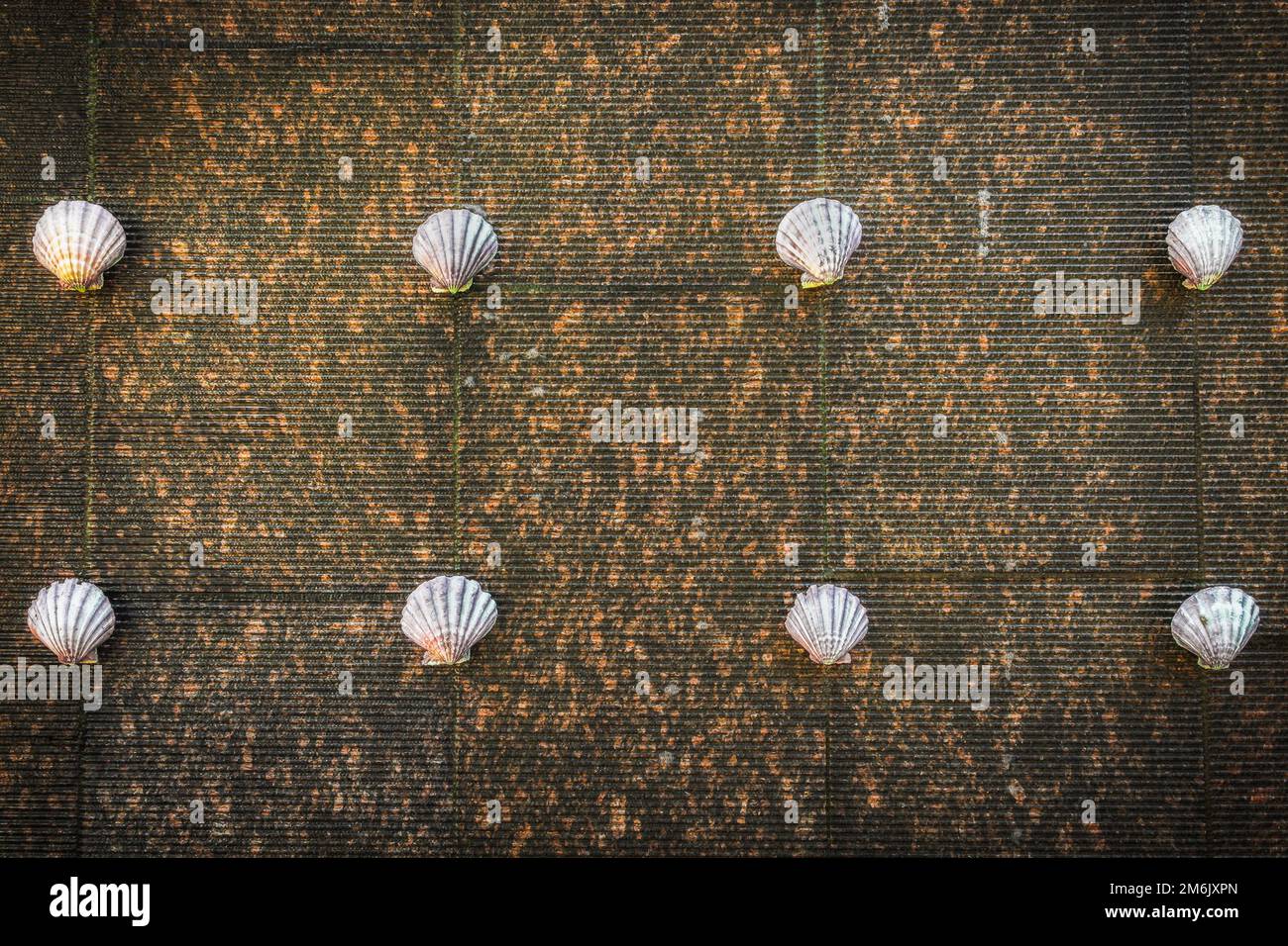 Rows of multicolored decorative scallop shells on a granite wall Stock ...