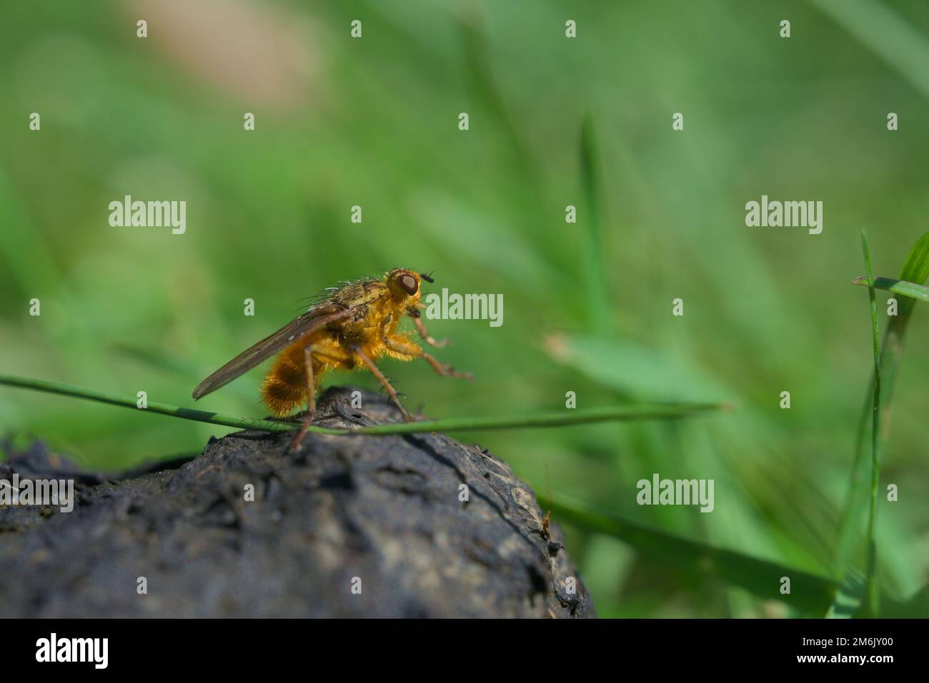 Common dung fly rests on sheep poo on during a warm sunny day. Macro ...