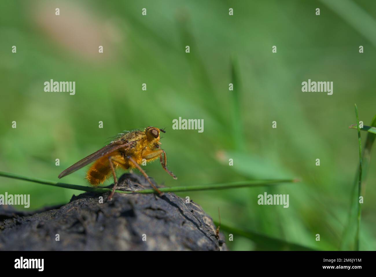 Super macro close up of dung fly rubbing front legs together on dung ...
