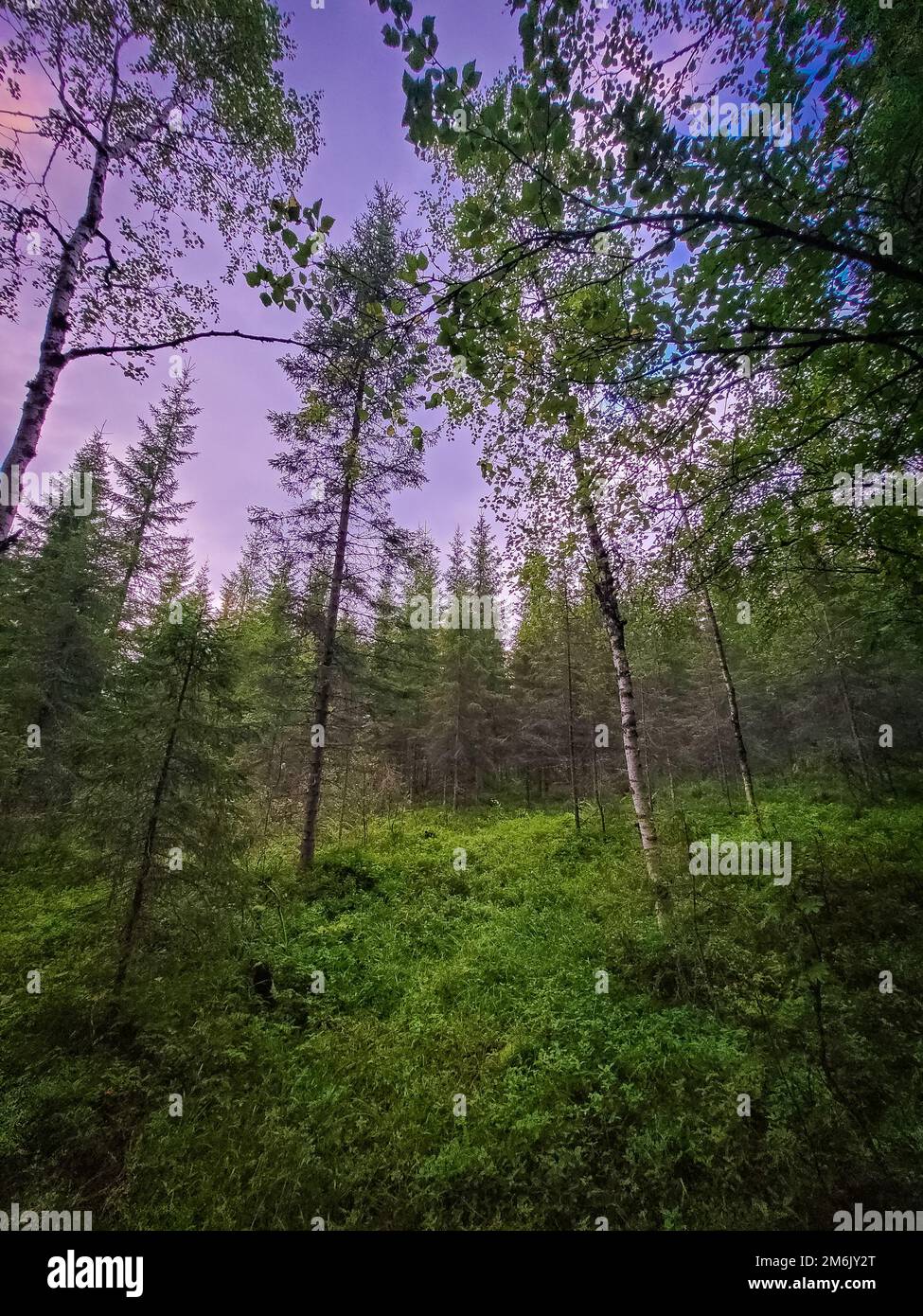 Deep forest in Lapland, Norway Stock Photo - Alamy