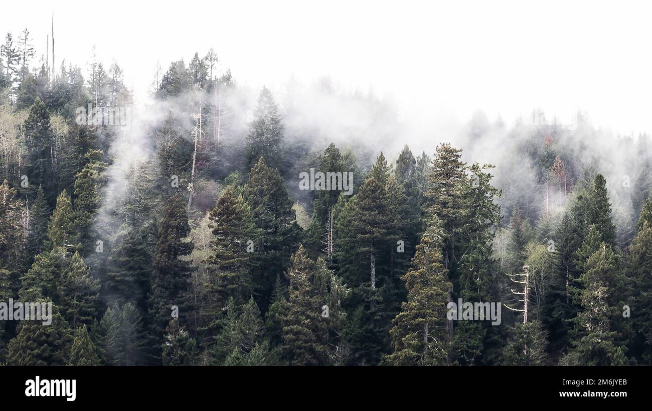 A scenic shot of mist covering an evergreen rainforest with lush trees ...