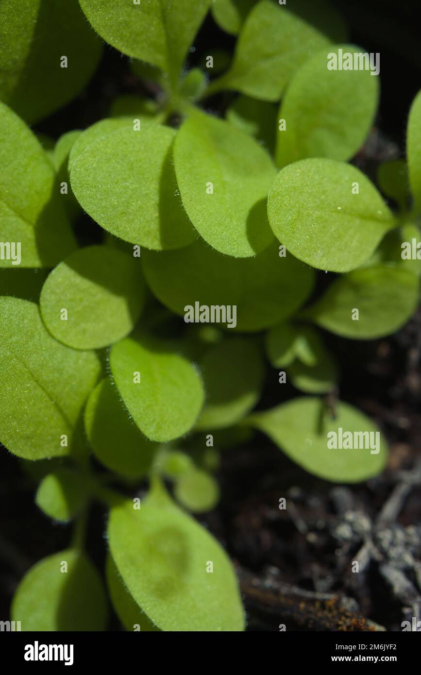 Indoor propagation hi-res stock photography and images - Alamy