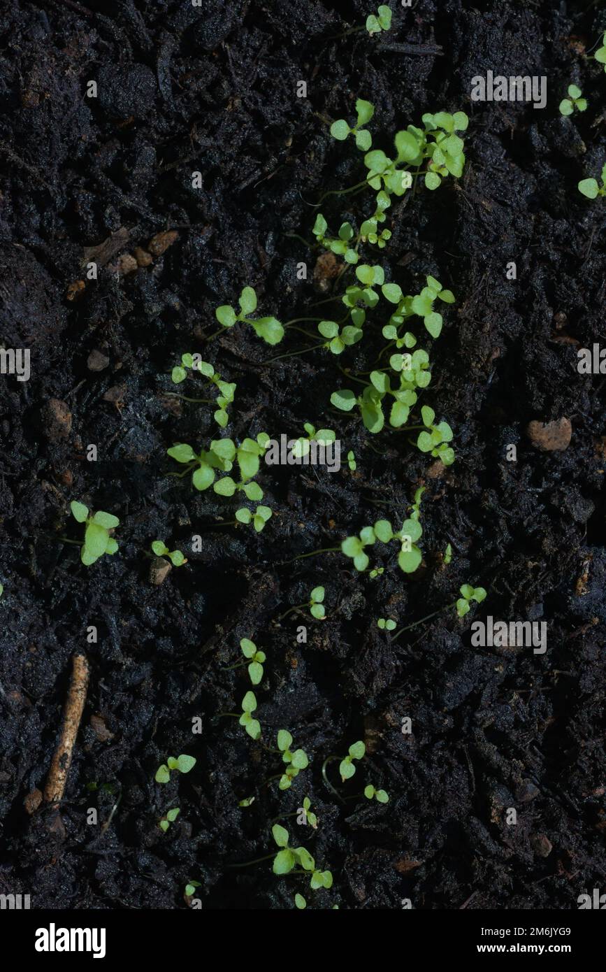 Group of young seedlings emerge from a background of dark compost ...