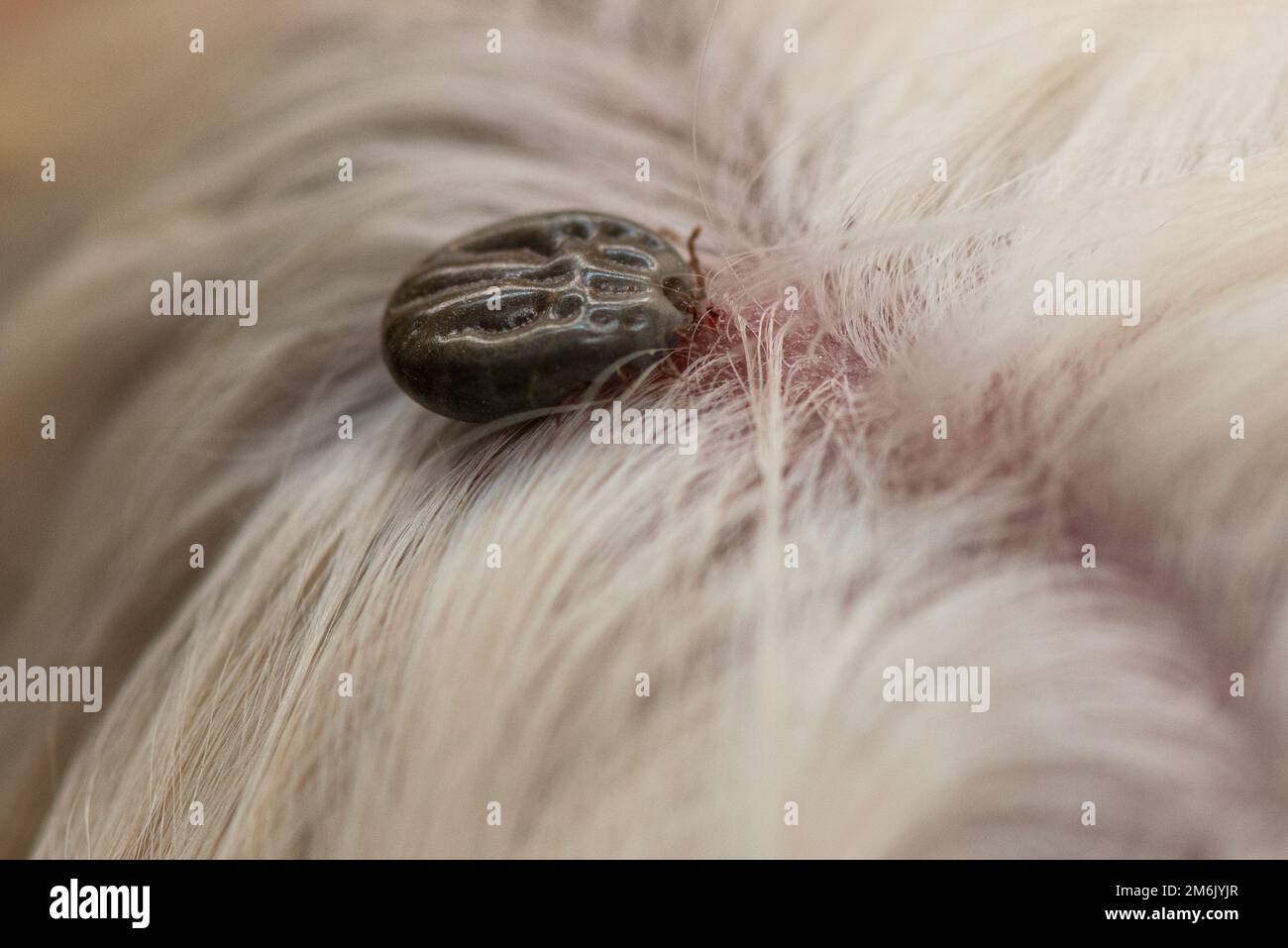 engorged tick feeding on a dog Stock Photo - Alamy