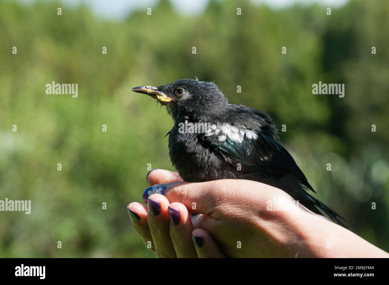 A rehabilitated juvenile tui being released to the wild Stock Photo - Alamy
