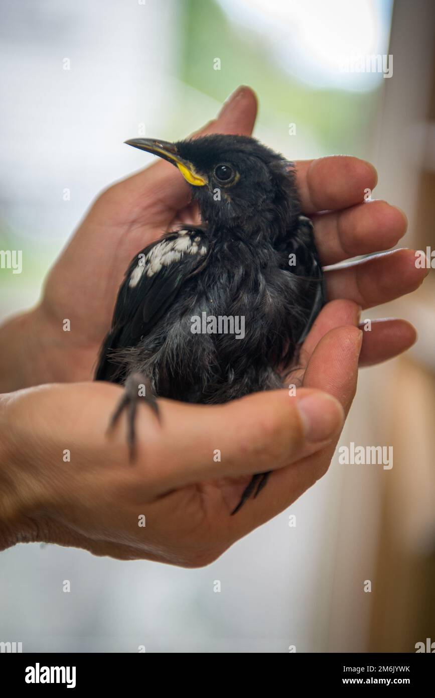 A rescued juvenile tui being cared for Stock Photo - Alamy