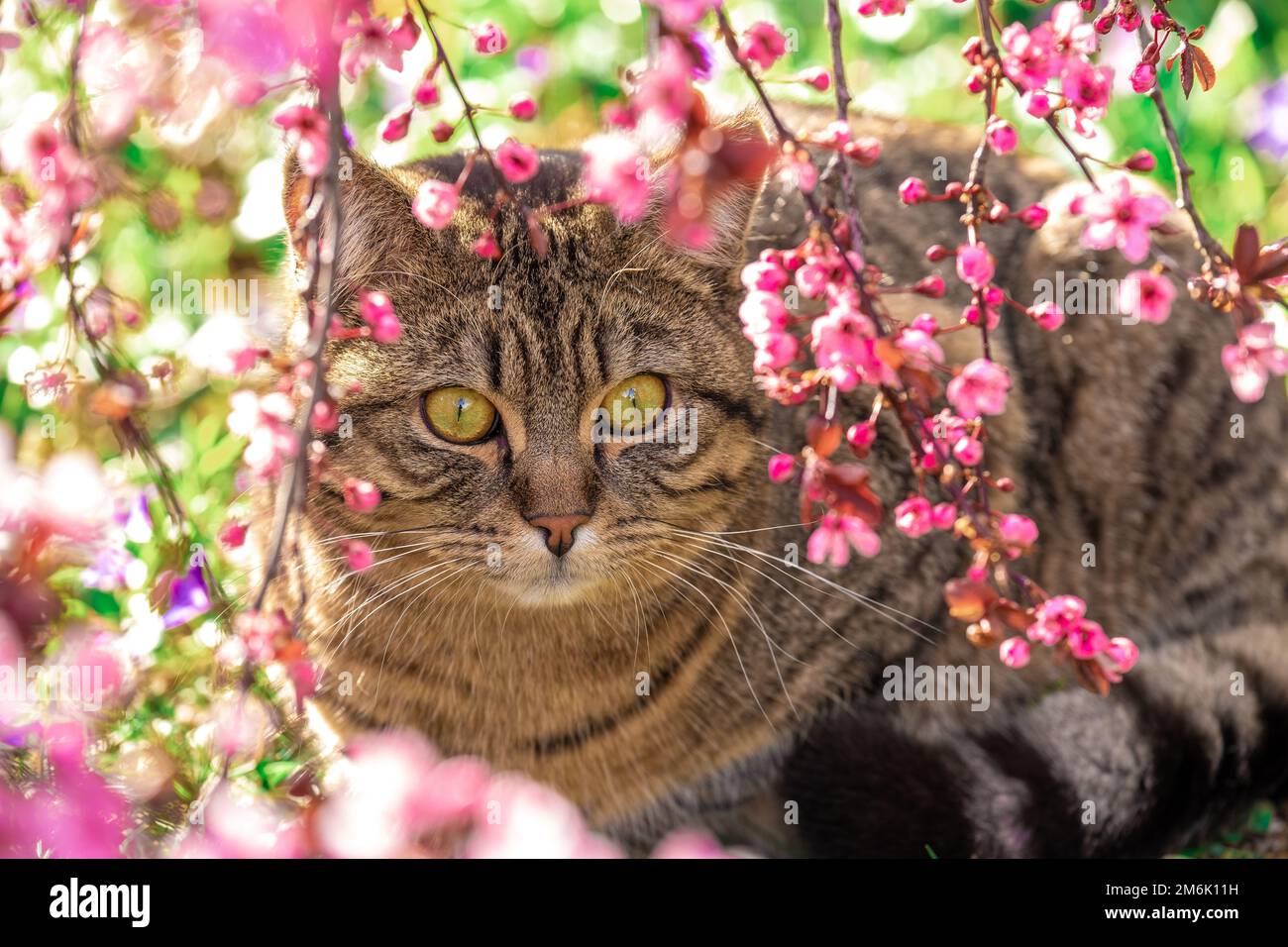 Cat and flowering tree in the garden.Animal portrait in pink flowers ...