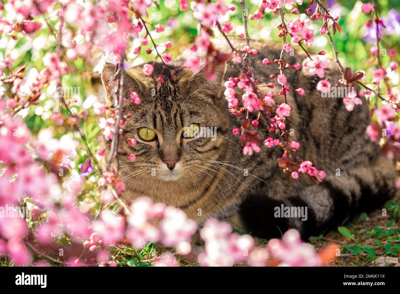 Cat and flowering tree in the garden.Animal portrait .Pet with yellow ...