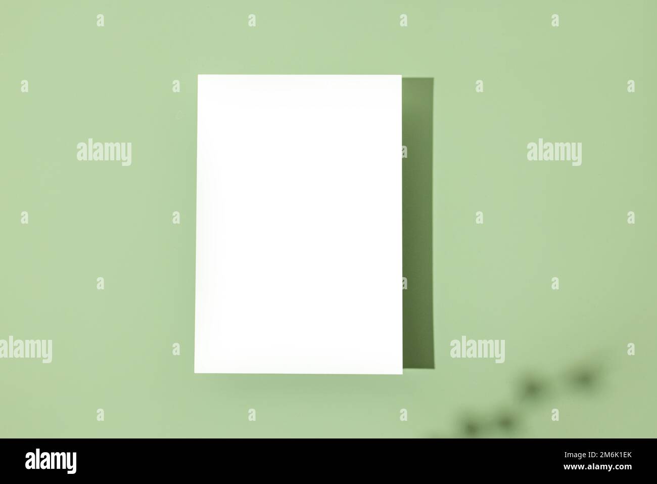 Template paper with plant shadow on pastel green background , great ...