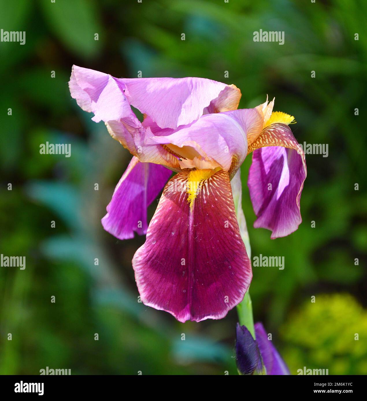 Flower purple bearded iris or Iris Germanica (Latin Iris germanica) in ...