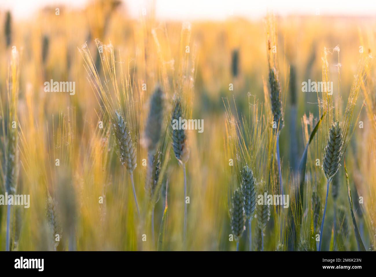 Barley cereal crop field in spring. photo Stock Photo - Alamy