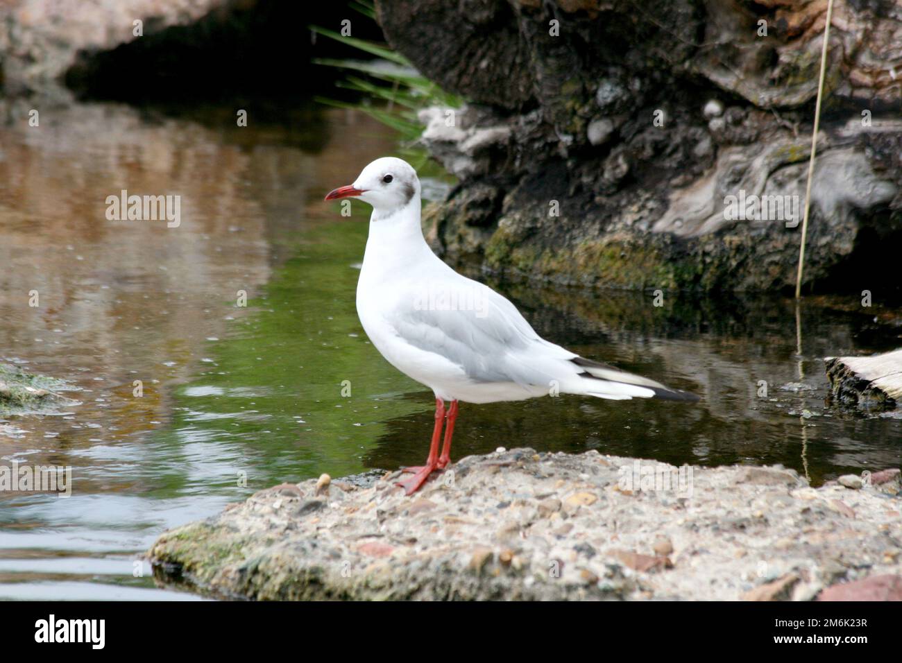 Weiaykopflachma we hi-res stock photography and images - Alamy