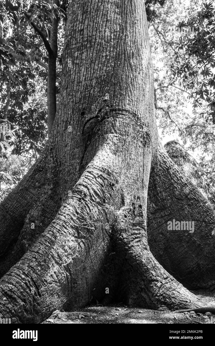 A vertical of a huge tree with thick roots in a forest, grayscale Stock ...