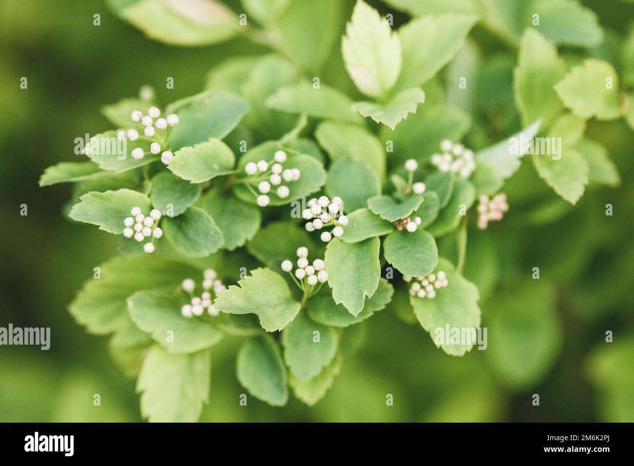 Spiraea plant hi-res stock photography and images - Alamy