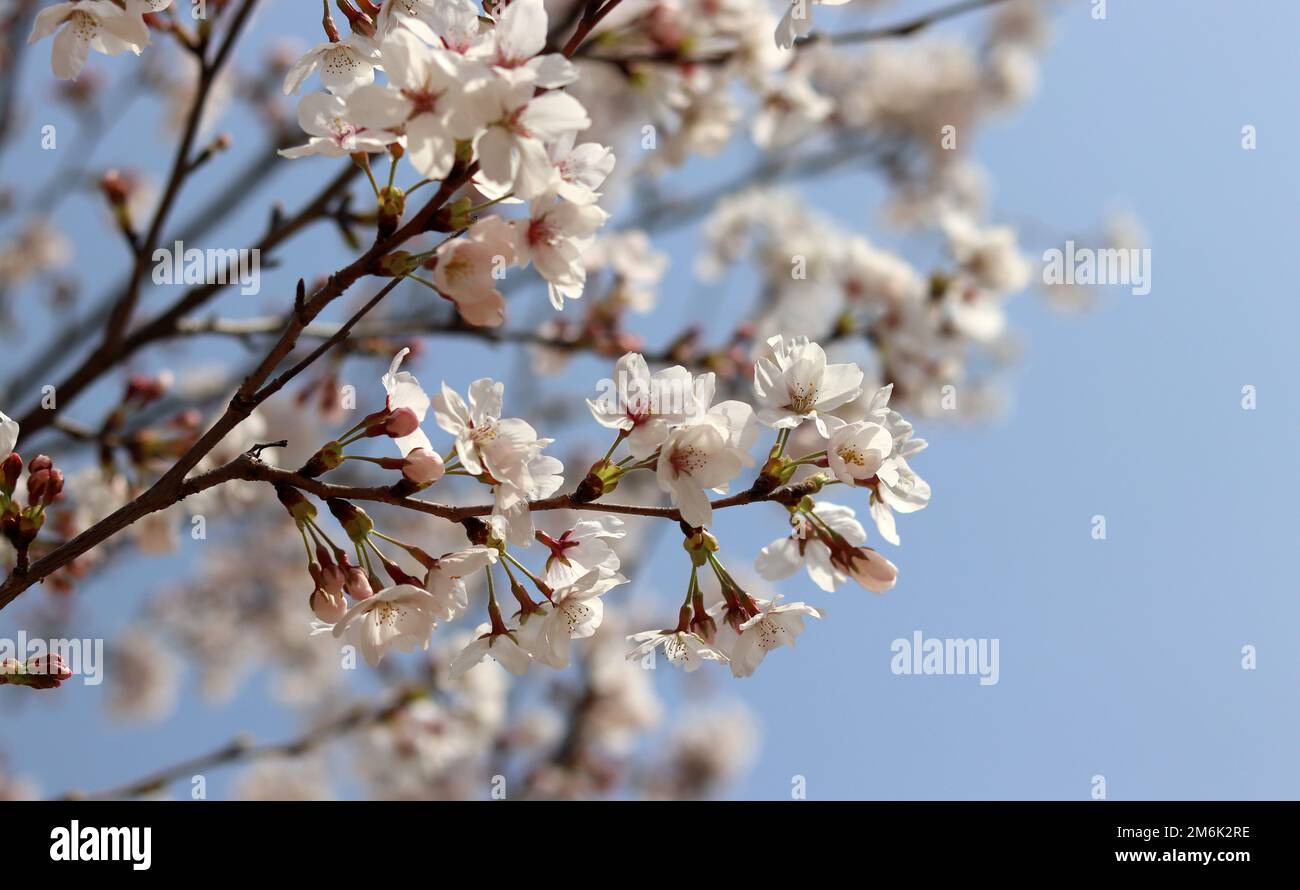Cherry blossom leaves in full bloom on a blue spring background. Spring ...