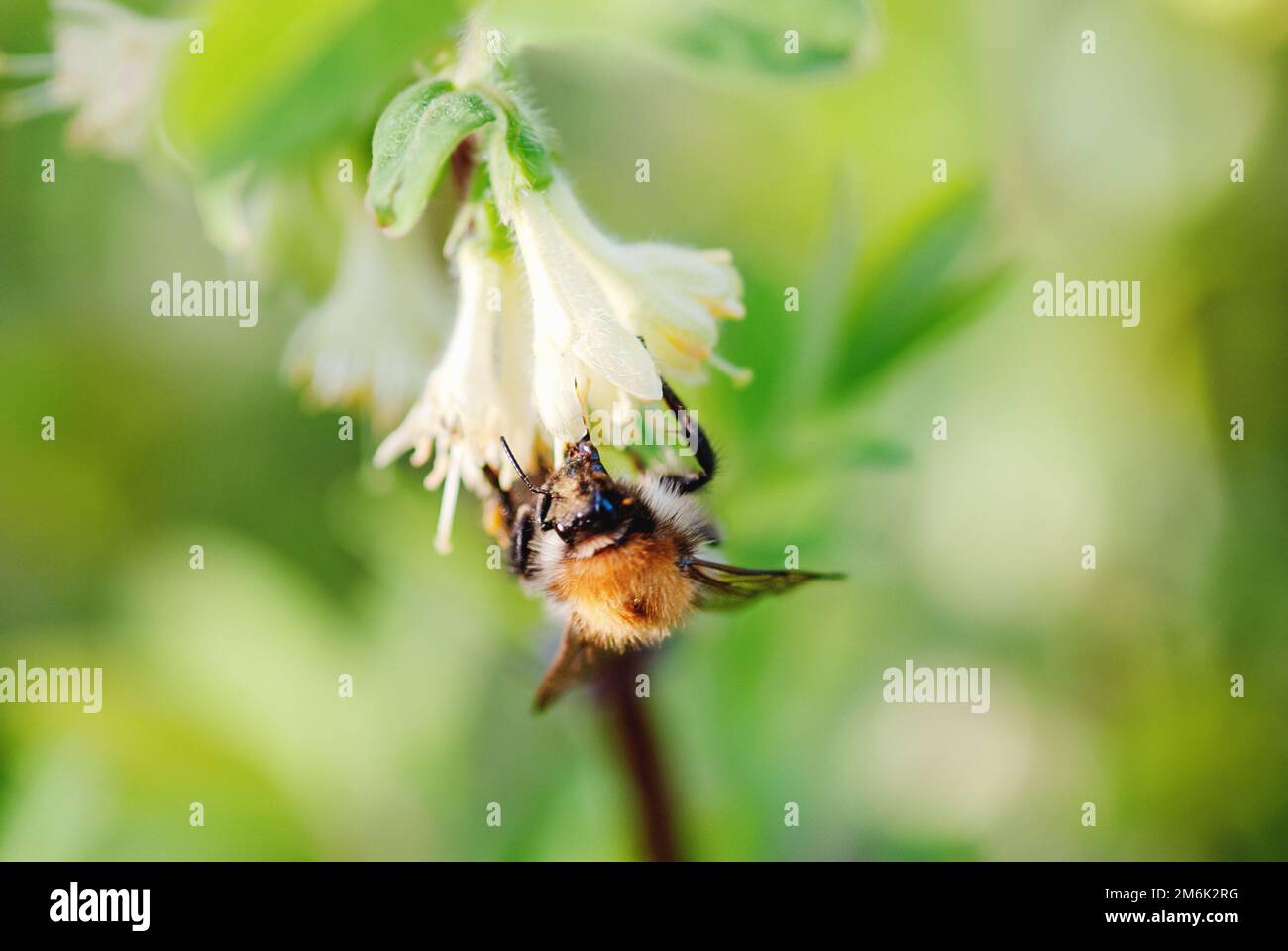 Collecting flowers from garden hi-res stock photography and images - Alamy