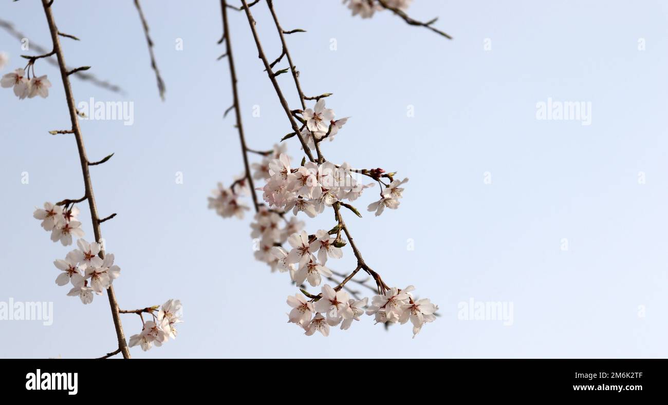 Drooping branches of cherry trees on the blue sky background. Spring ...