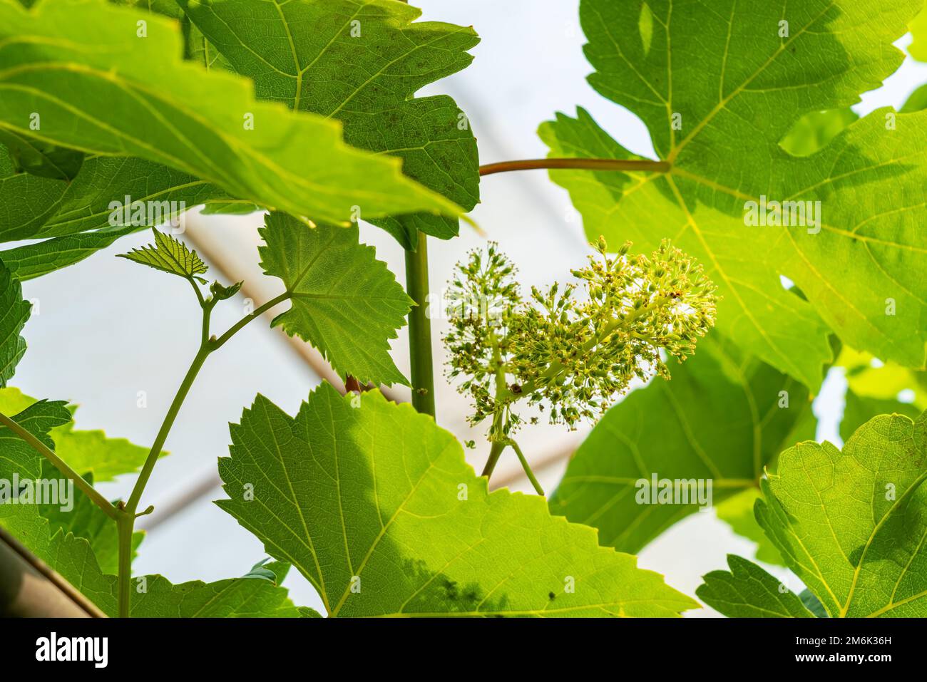 Grapes flowers being transform into berries Stock Photo - Alamy