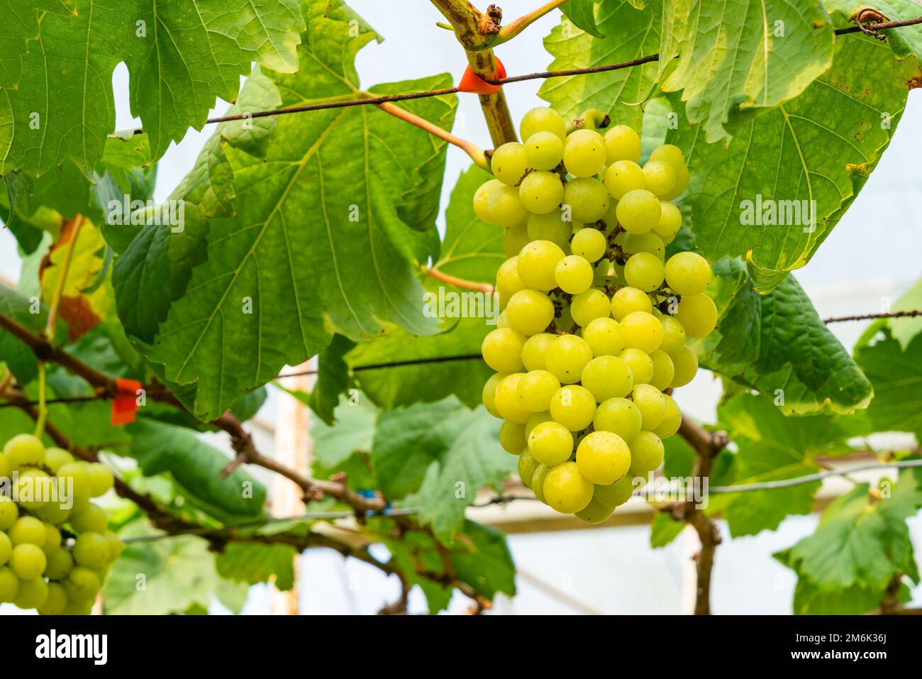 Closeup view bunch of white grapes on branch of a vine Stock Photo - Alamy