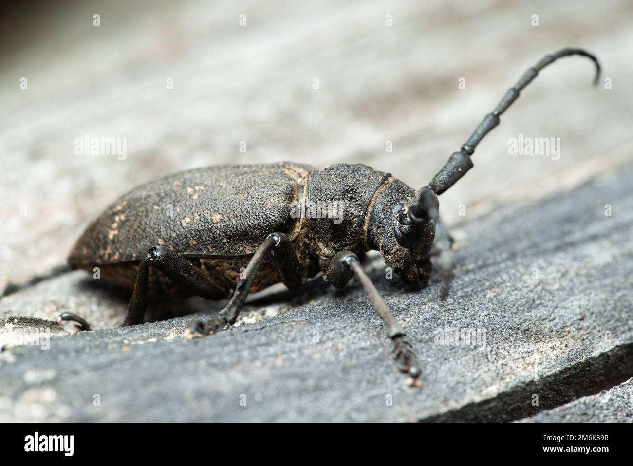 Long-horned weaver beetle Stock Photo - Alamy