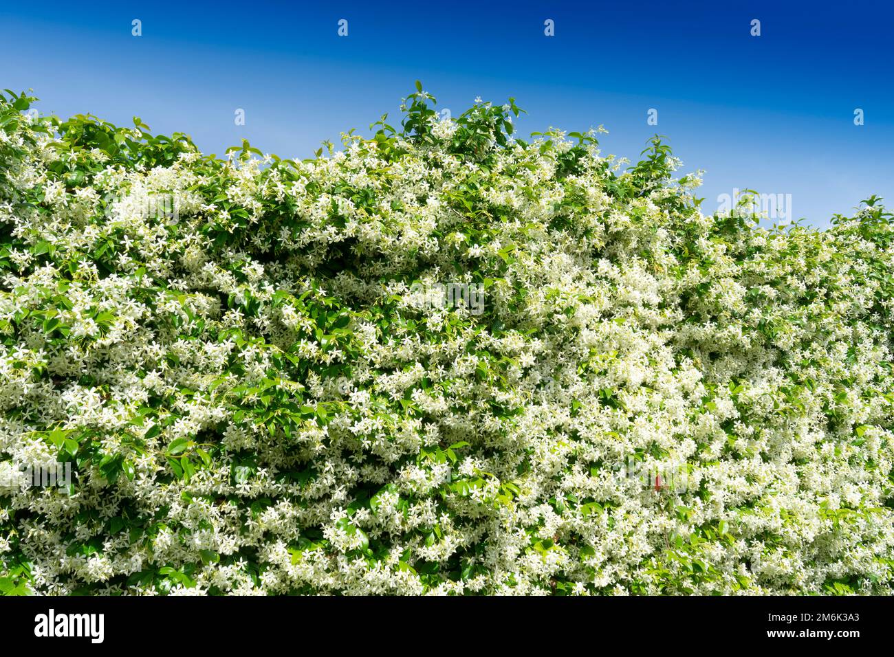 The jasmine hedge in bloom in the summer time Stock Photo - Alamy